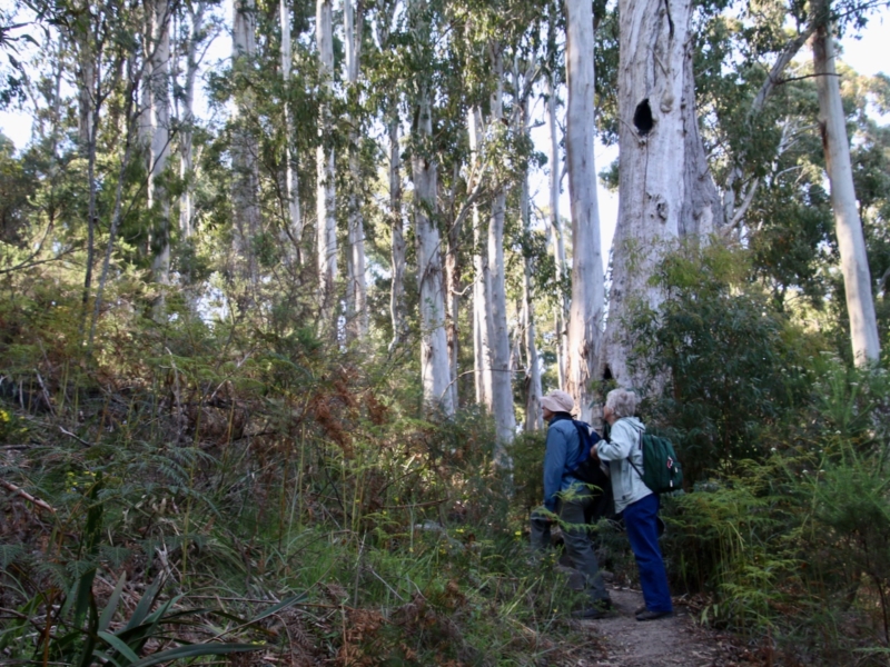 Timbertop Saddle to Mt Timbertop summit walk - Walking Maps