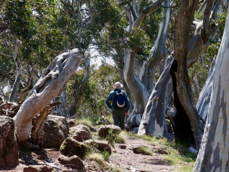 Timbertop Saddle to Mt Timbertop summit walk - Walking Maps