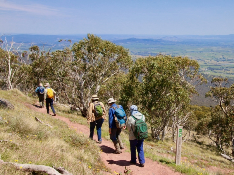Timbertop Saddle to Mt Timbertop summit walk - Walking Maps