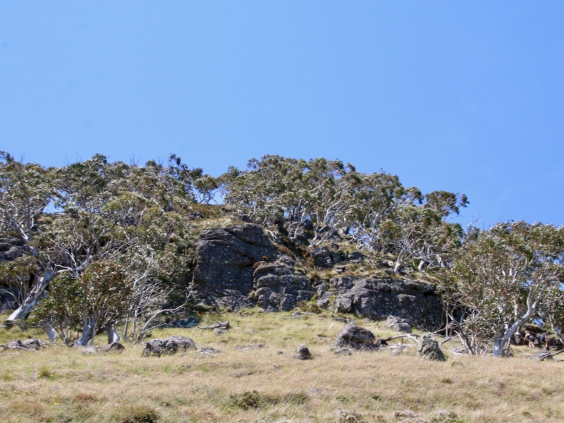 Timbertop Saddle to Mt Timbertop summit walk - Walking Maps