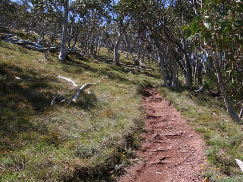 Timbertop Saddle to Mt Timbertop summit walk - Walking Maps