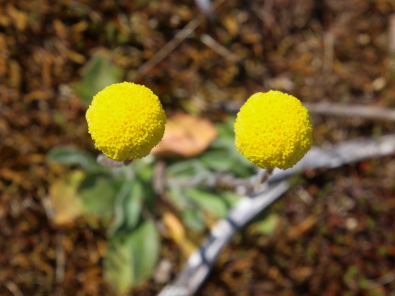 Timbertop Saddle to Mt Timbertop summit walk - Walking Maps