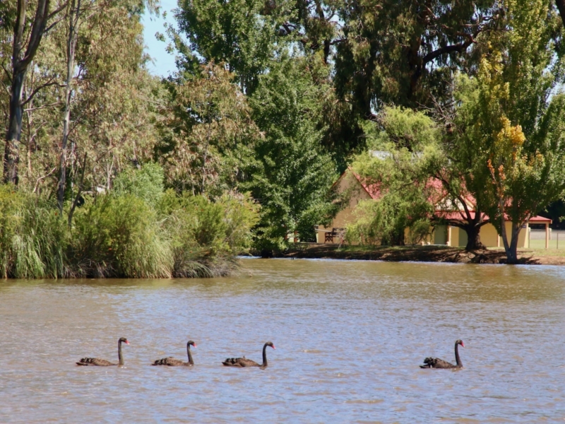 Lake Victoria Walk, Maryborough - Walking Maps