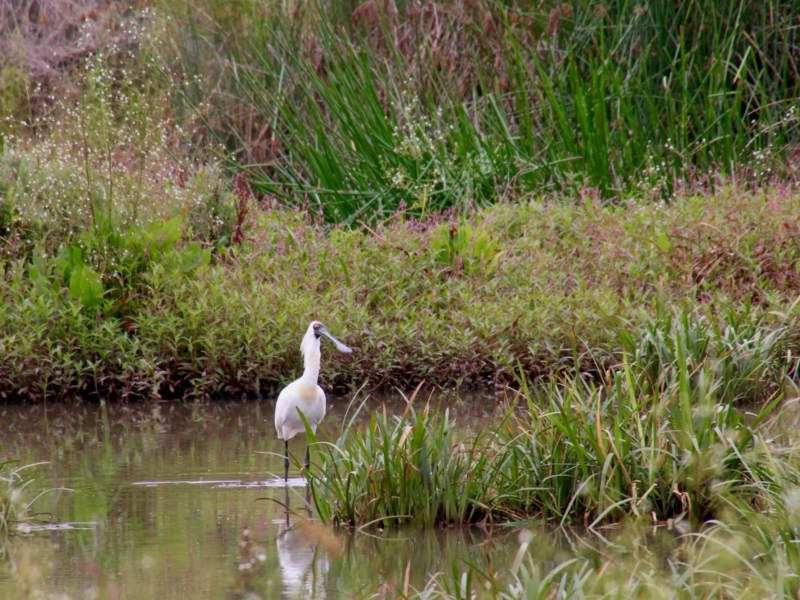 Lara Lake Walk - Walking Maps