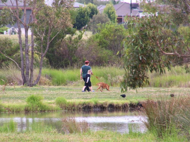 Lara Lake Walk - Walking Maps