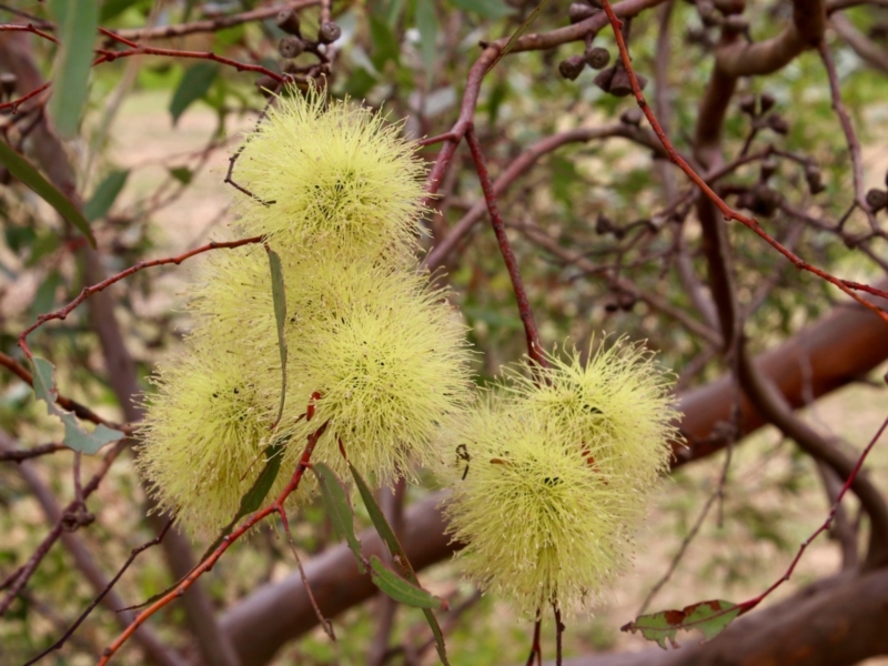 Lara Lake Walk - Walking Maps