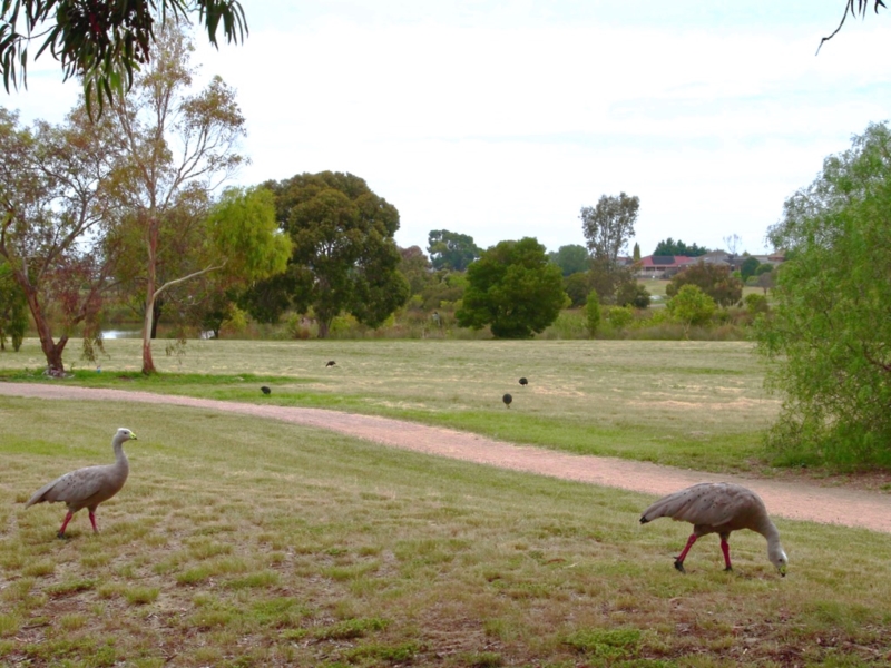 Lara Lake Walk - Walking Maps