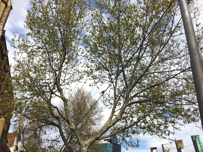 Fitzroy suburb - Walking Maps