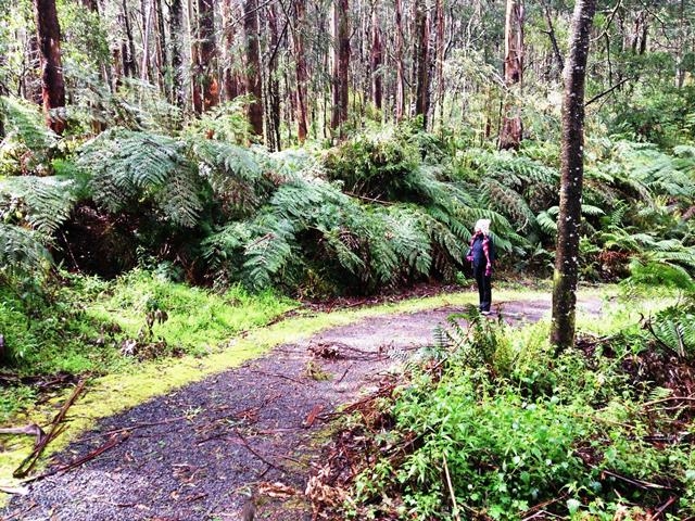 Tarra-Bulga National Park - Walking Maps