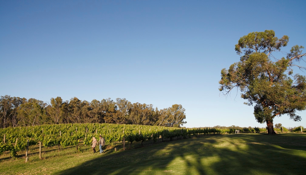 All Saints Estate to St Leonards Vineyard - Walking Maps