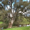 Kiewa River wetland trail - Walking Maps