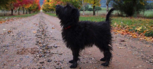 Discover - Walking Maps